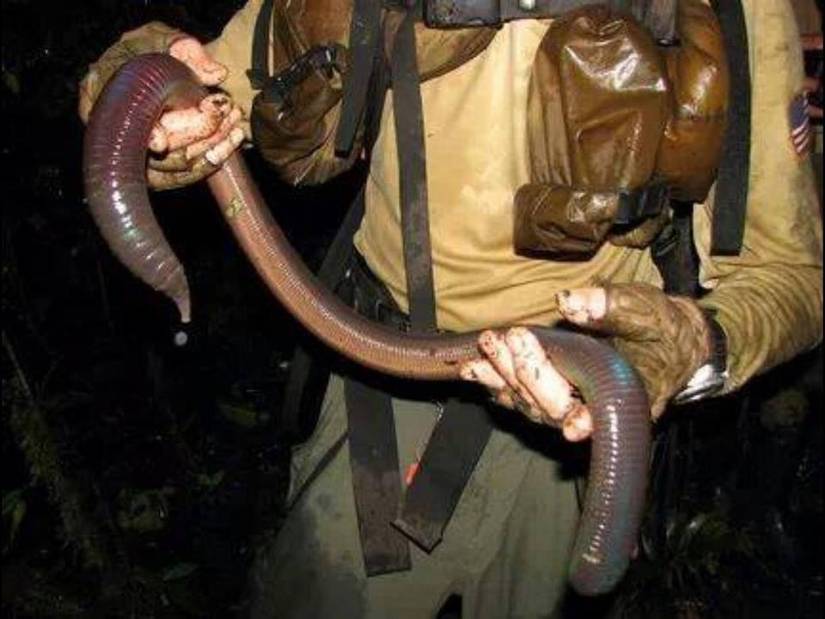 13 Scary Bugs From Australia That Will Haunt You
