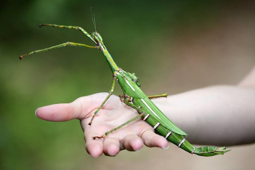 13 Scary Bugs From Australia That Will Haunt You