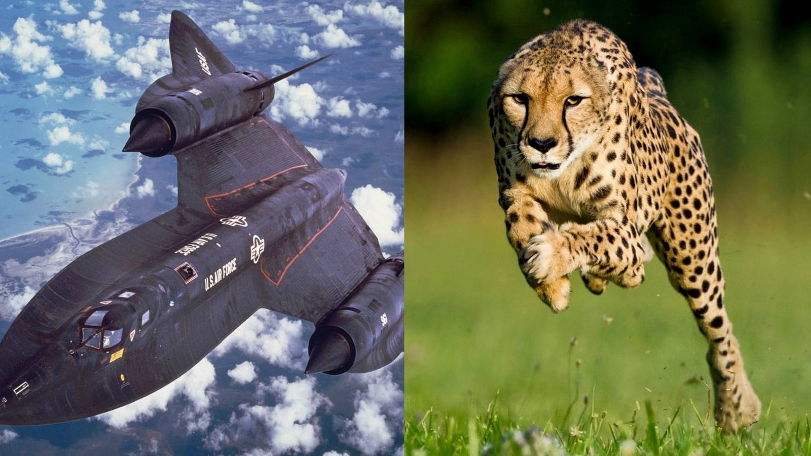 The Top 10 Fastest Things In The World